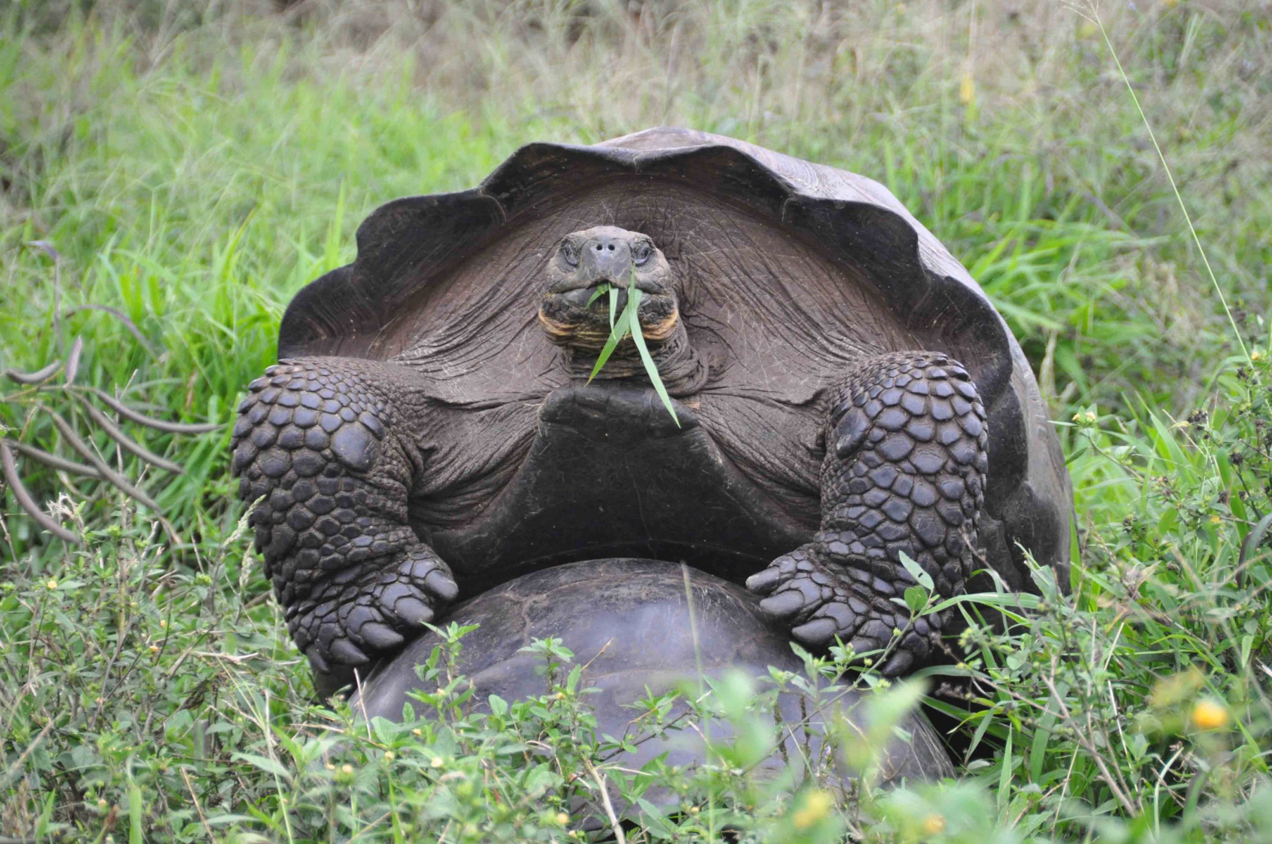 Expeditiecruise Galapagos Eilanden met Dock C Cruisepartners - CRUISE ...